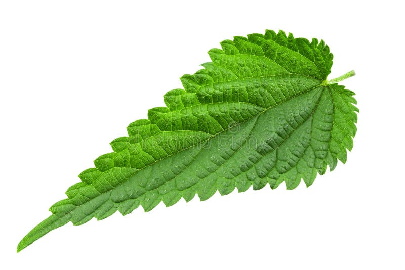Nettle leaf close-up stock photo. Image of medicine - 137112992