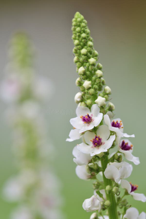 Nettle Leaf Mullein Verbascum Chaixii Stock Photo - Image of leaf ...