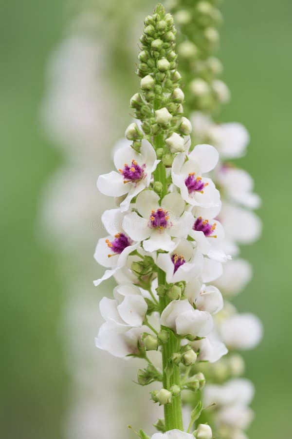 Nettle Leaf Mullein Verbascum Chaixii Stock Image - Image of bloom ...