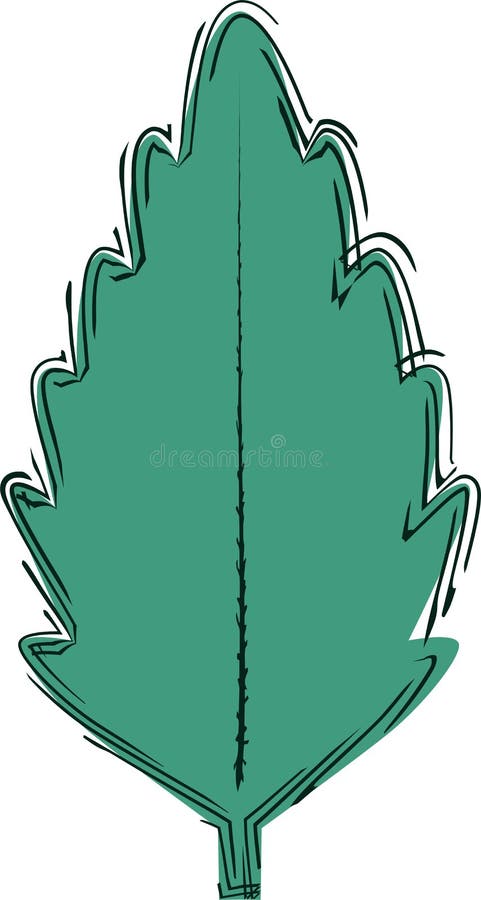 Nettle leaf with outline, stock vector. Illustration of medicine ...