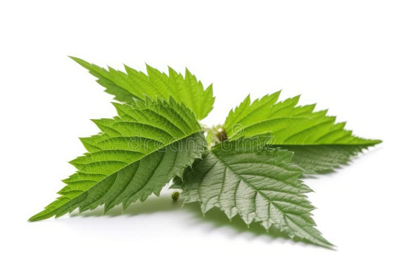Nettle Leaf on White Background. Generative AI Stock Illustration ...