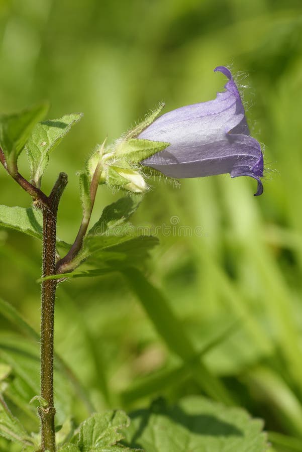Nettle-leaved Bellflower stock image. Image of bellflower - 226406629