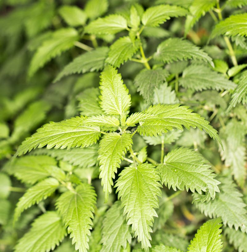 Nettle leaves in nature stock image. Image of leaf, medicine - 106068573