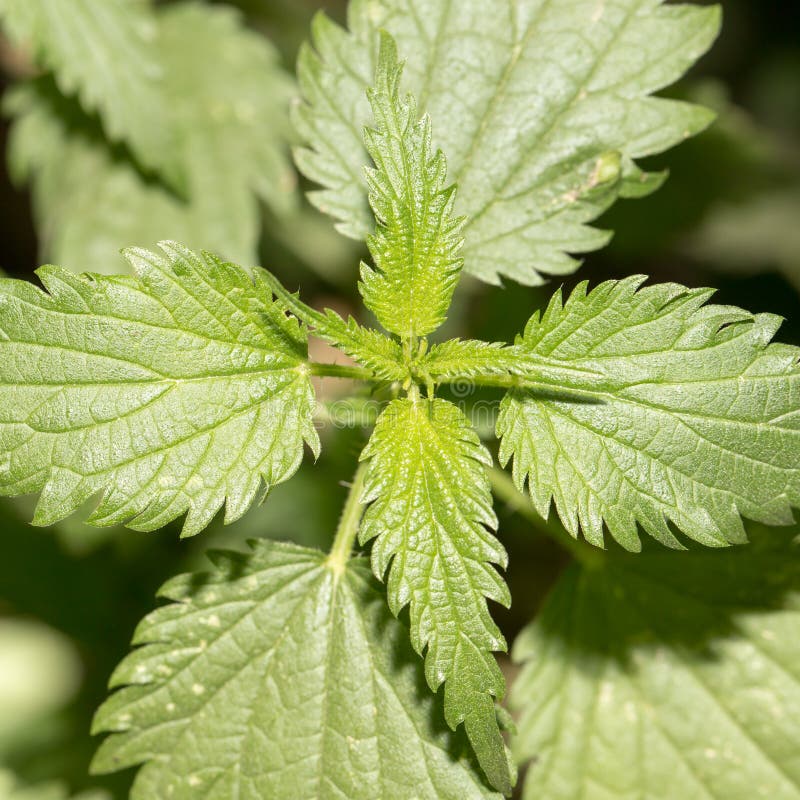 Nettle in nature stock image. Image of branch, healthy - 100409335