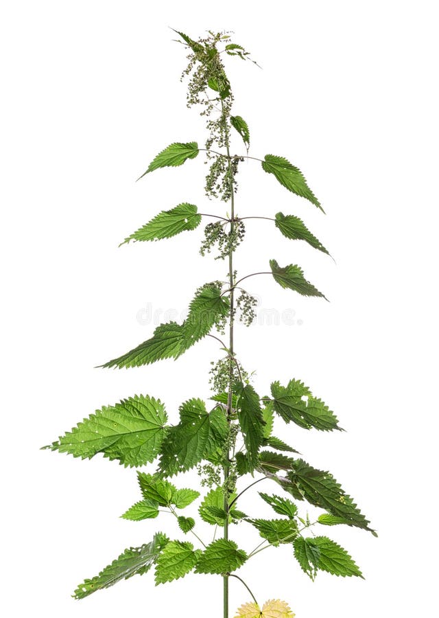 Nettle Plant Branch Isolated on White Background. Urtica Dioica Stock ...