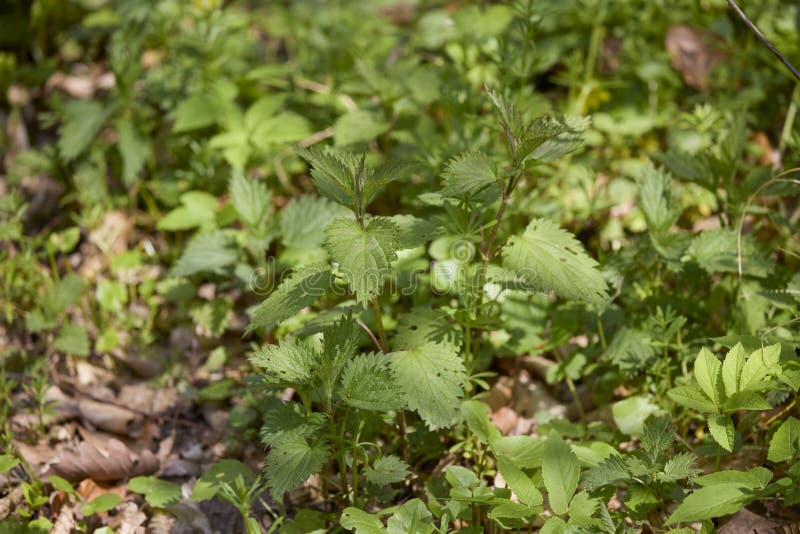 A nettle plant stock photo. Image of closeup, medicinal - 375380900