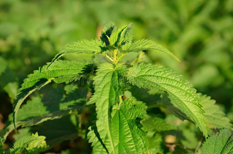 Nettle plant in forest stock image. Image of field, background - 35035427