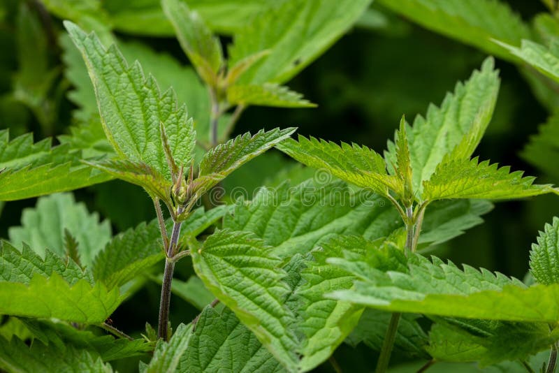 Nettle Plants in the Garden Stock Photo - Image of leaf, flower: 153596596