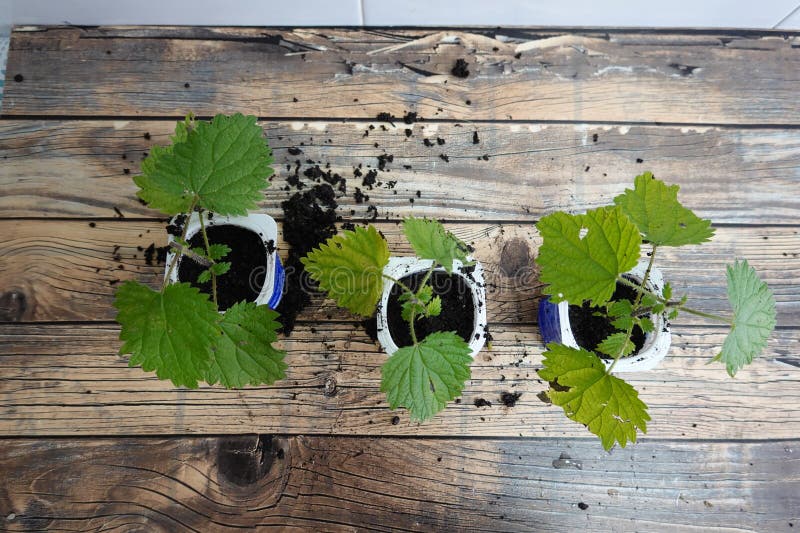 3 Nettle Plants Propagated by Cuttings in Substrate and Recycled ...