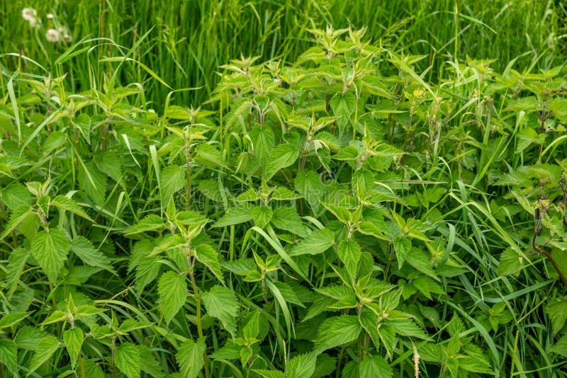 Nettle Plants with Young Spring Leaves Stock Photo - Image of landscape ...
