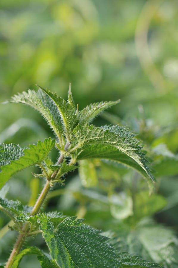 Nettle stock image. Image of stinging, wild, nettle, outdoor - 44145207