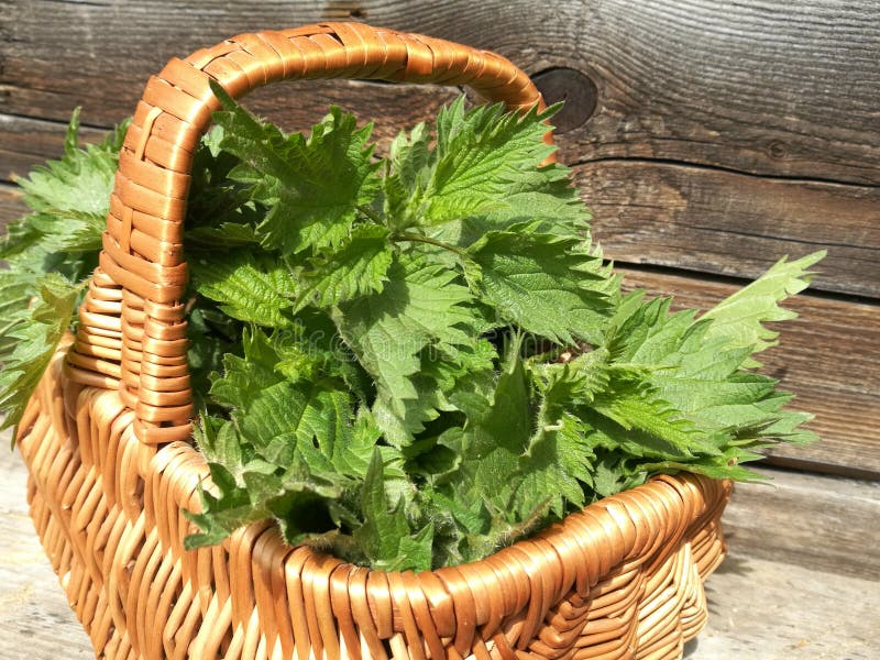 Nettle in Spring Season in a Basket Stock Photo - Image of nature ...