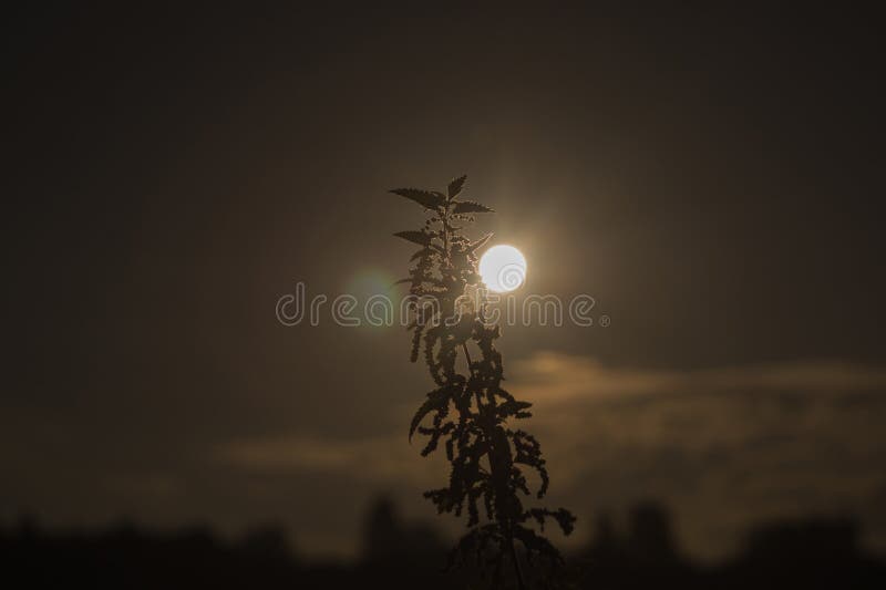 Nettle Sprout on the Background of the Night Sky with a Full Moon Stock ...