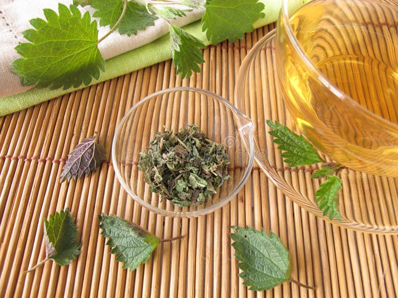 Nettle tea stock photo. Image of dioica, nature, herbal - 24240650