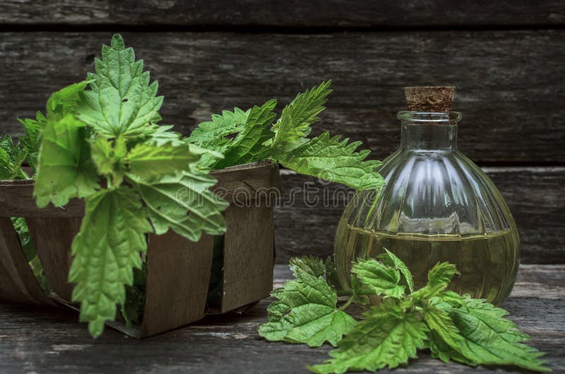 Nettle Tincture Essential Oil. Stock Image - Image of beverage ...