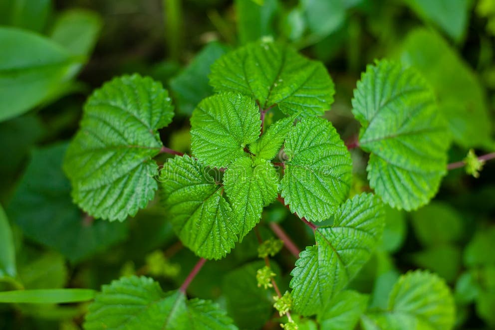 Nettle Tree or Bechuti Leaves are Very Itchy when Applied Stock Photo ...
