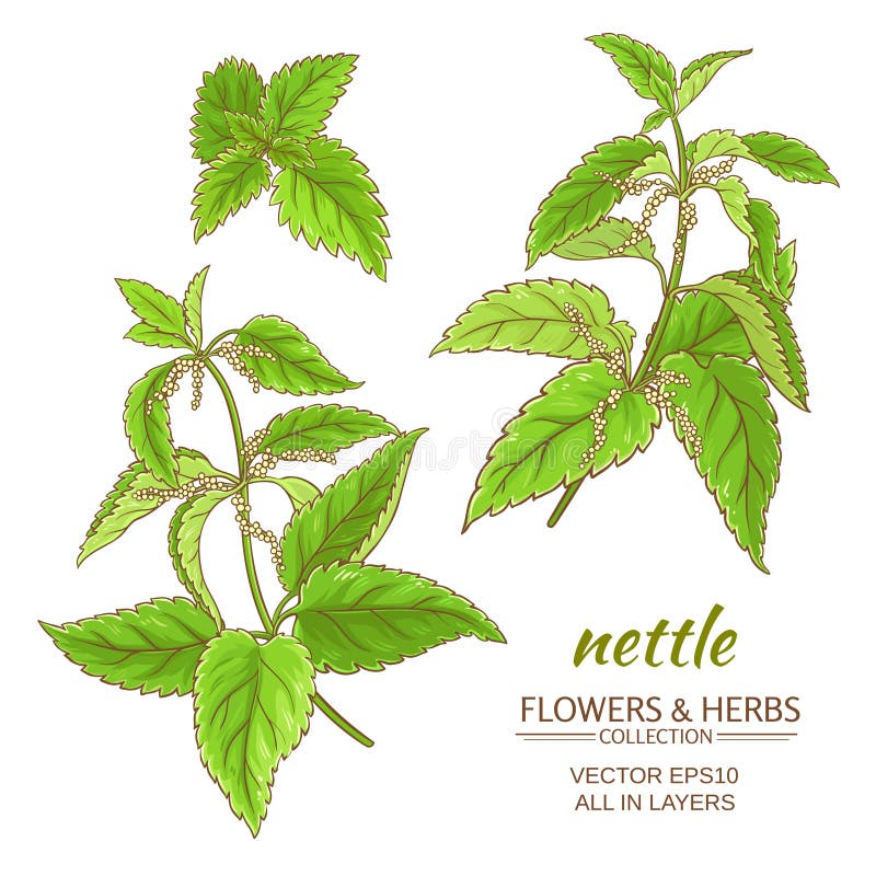 Nettle Stock Illustrations – 8,868 Nettle Stock Illustrations, Vectors ...