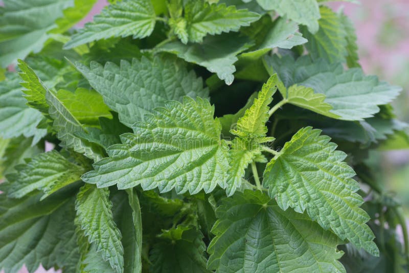 Nettle weed leaves stock image. Image of food, medicine - 97995155