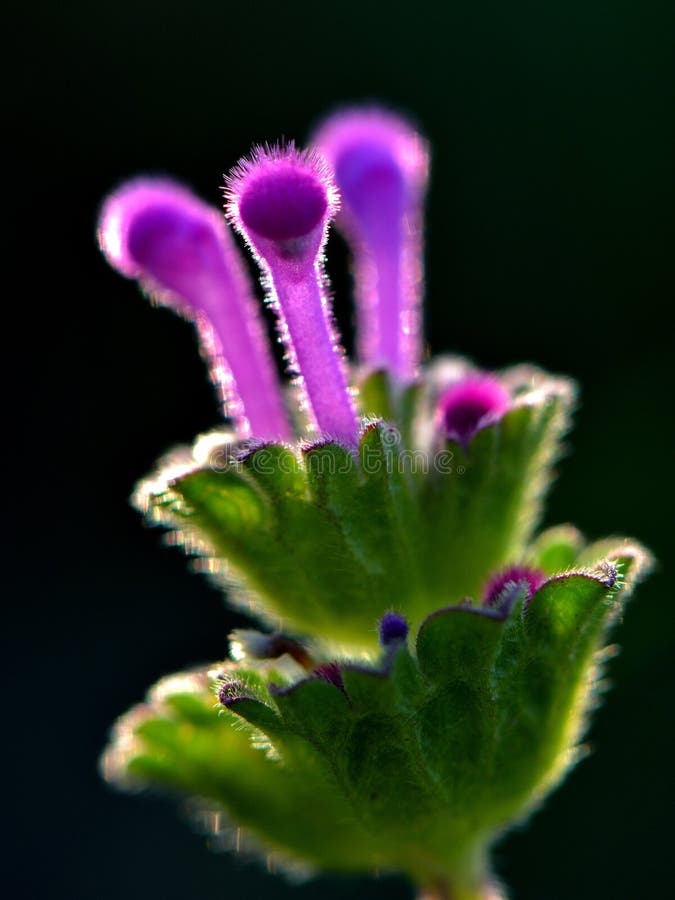 Nettle stock image. Image of buds, young, leaf, mace - 50551235