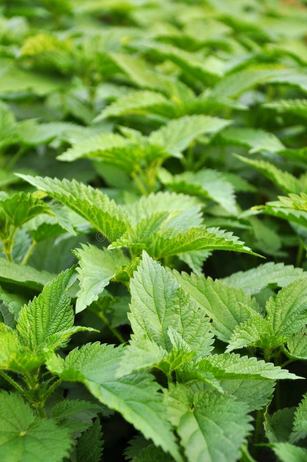 34+ Nettles Free Stock Photos - StockFreeImages