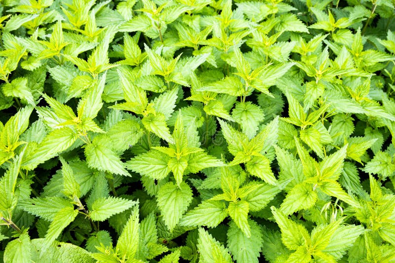 Fresh Spring Leaves on Blurred Background Stock Photo - Image of ...