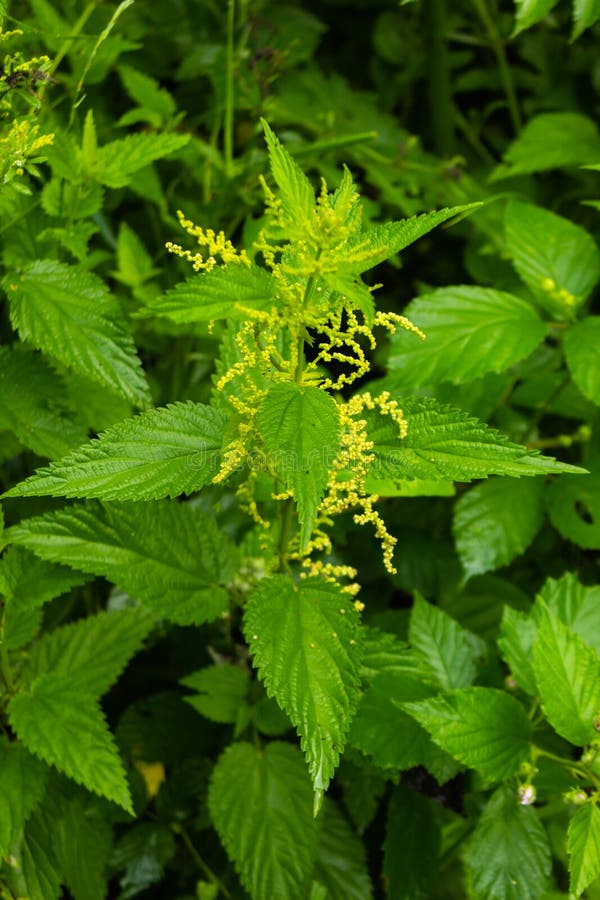 Nettles in the Natural Environment. Beautiful Colors Stock Photo ...
