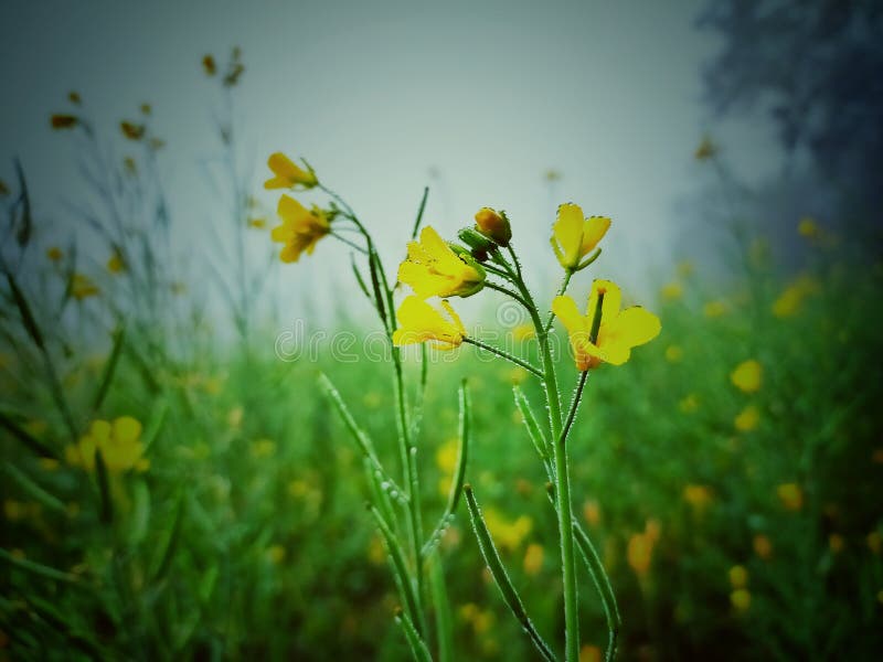 Netural Flowers Photos - Free & Royalty-Free Stock Photos from Dreamstime