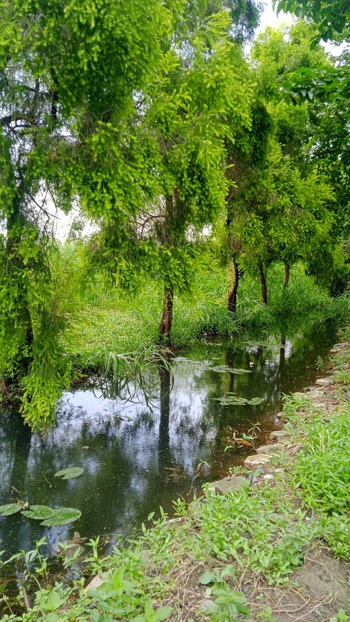 Neture water tree stock photo. Image of water, neture - 335726106