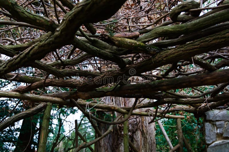 Network of Intertwined Tree Vines Stock Photo - Image of complexity ...