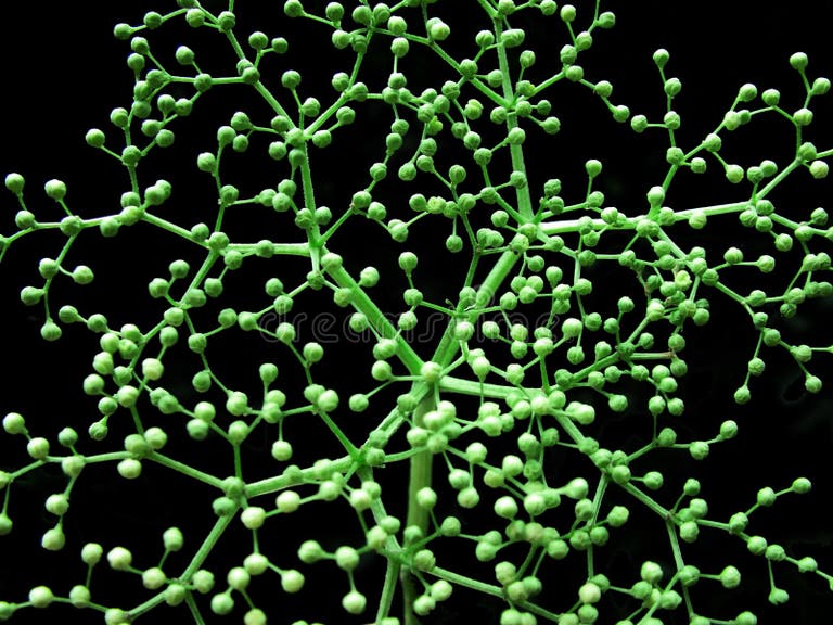 375 Neuron Diagram Punjabi Stock Photos - Free & Royalty-Free Stock ...