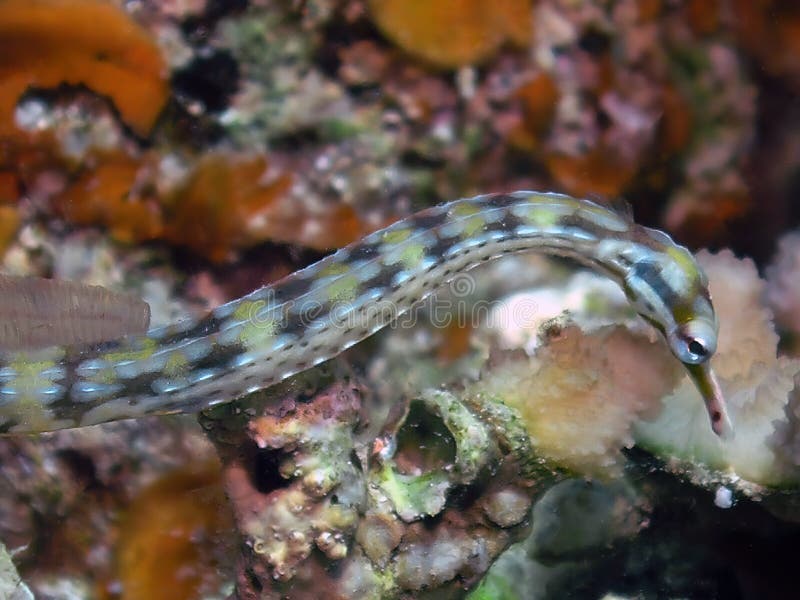 A Network Pipefish Corythoichthys Flavofasciatus in the Red Sea Stock ...