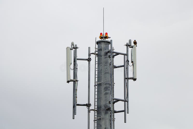 Network Relay Tower with an Eleonora`s Falcon Falco Eleonorae Stock ...