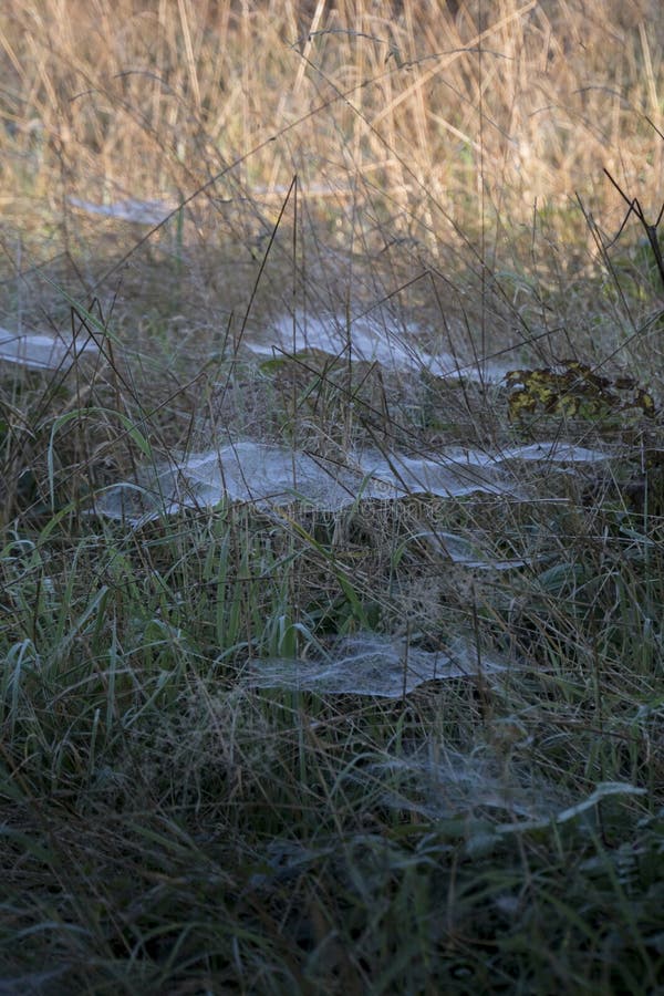 Soaked Cobwebs Stock Photos - Free & Royalty-Free Stock Photos from ...