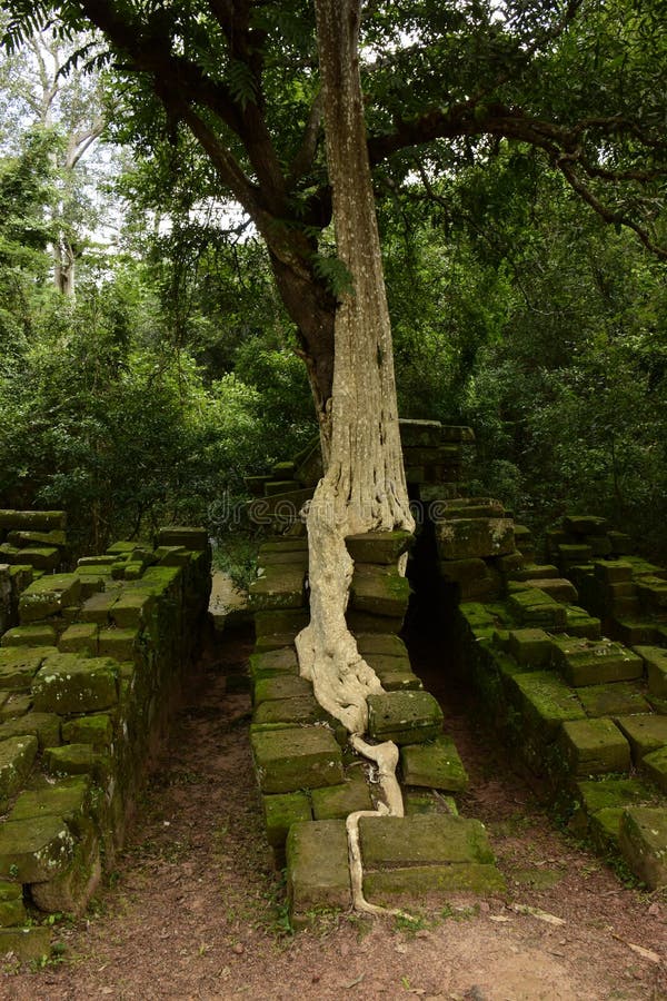 Arboreal root system stock photo. Image of building - 114456882
