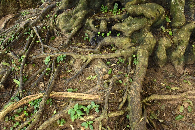 Arboreal root system stock image. Image of network, tree - 114456743
