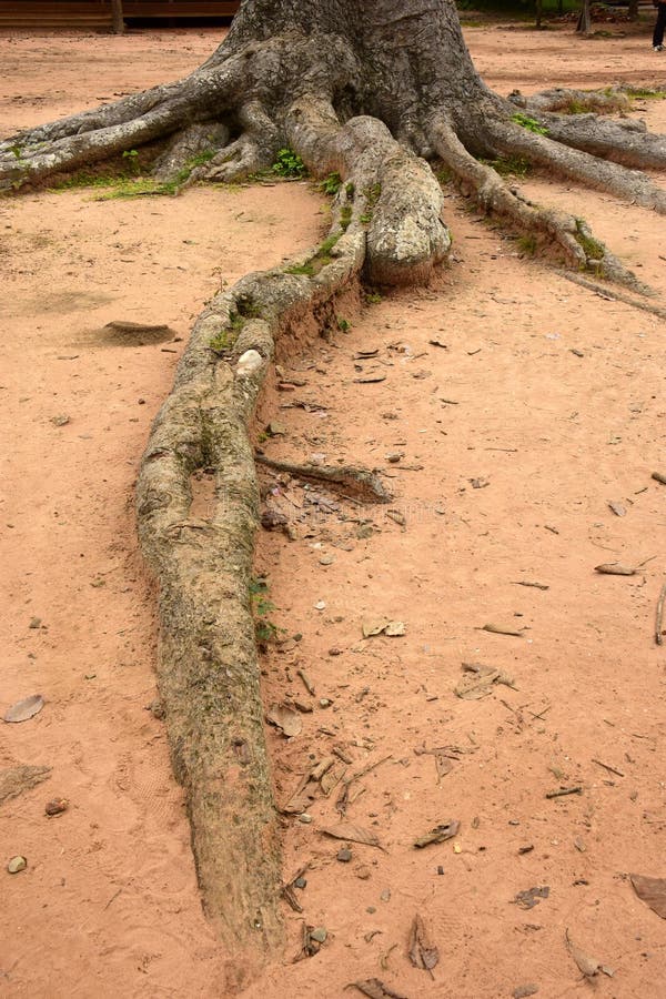 Arboreal root system stock image. Image of arboreal - 114456943