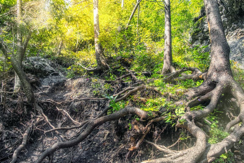 Network of Tree Roots in the Green Forest Stock Image - Image of tree ...