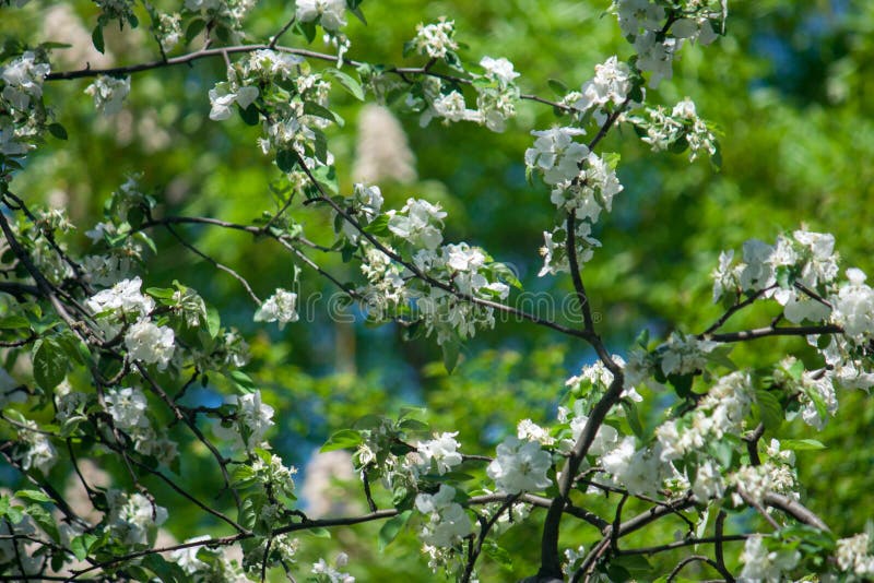 Beautiful Branches of the Fruiting Apple Tree Stock Image - Image of ...