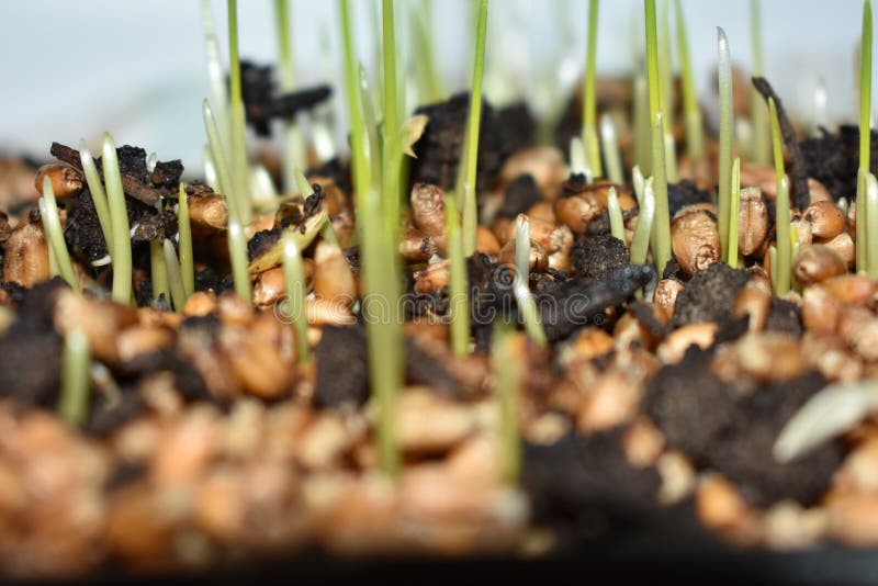 Keimung der Weizensamen stockfoto. Bild von makro, bauernhof - 29761342