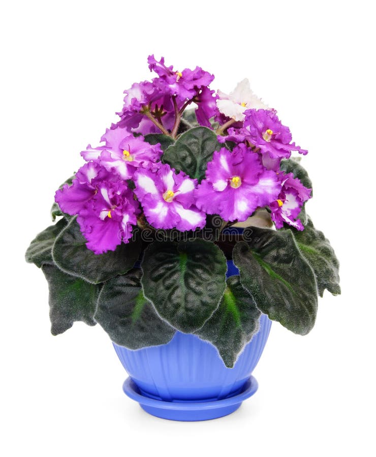 Neue Veilchen im Topf stockfoto. Bild von blumentopf - 36260746