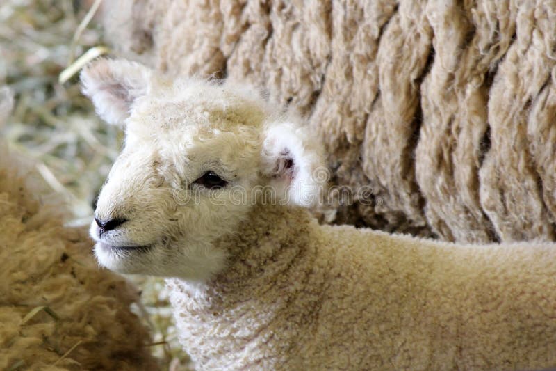 Baby Lamm Gesicht Archivbilder - Abgabe des Download-100 geben Fotos frei