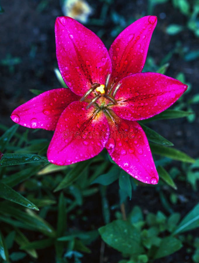Neues Rosa lilly stockbild. Bild von nave, betrieb, frische - 41390481