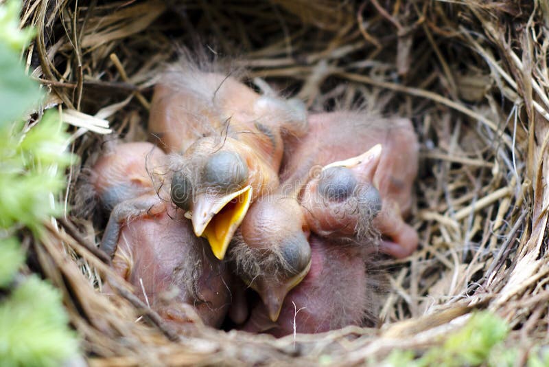 Neugeborene Amseln stockfoto. Bild von neugeboren, schwarzes - 30927884