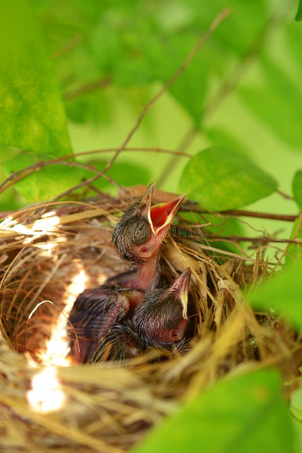 Vogelbabys Archivbilder - Abgabe des Download-826 geben Fotos frei