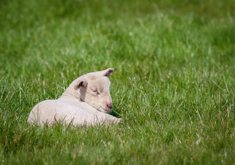 Neugeborenes Lamm stockfoto. Bild von frühling, bauernhof - 52510578