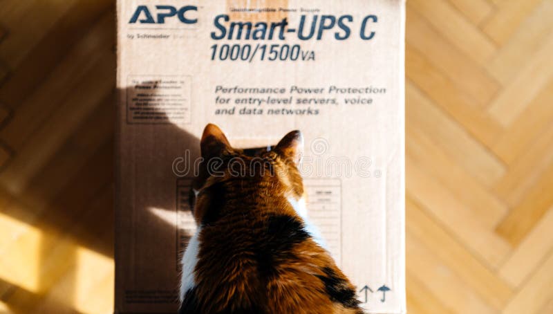 Neugierige Katze, Die Batterie APC SMART-UPS Kontrolliert ...