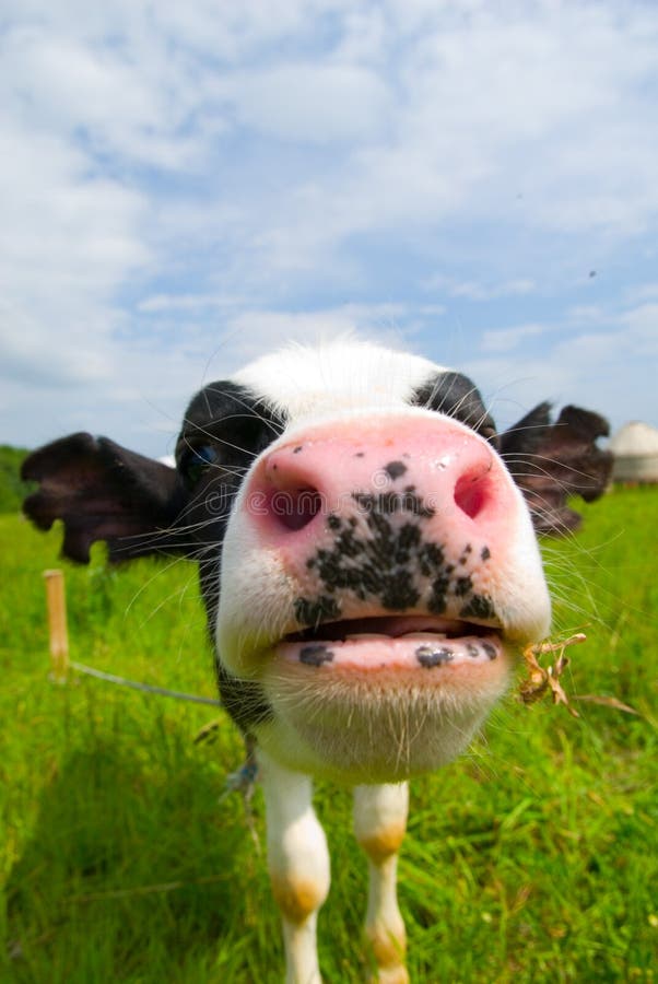 Das Porträt Der Kuh Auf Dem Hintergrund Des Feldes Schöne Lustige Kuh ...