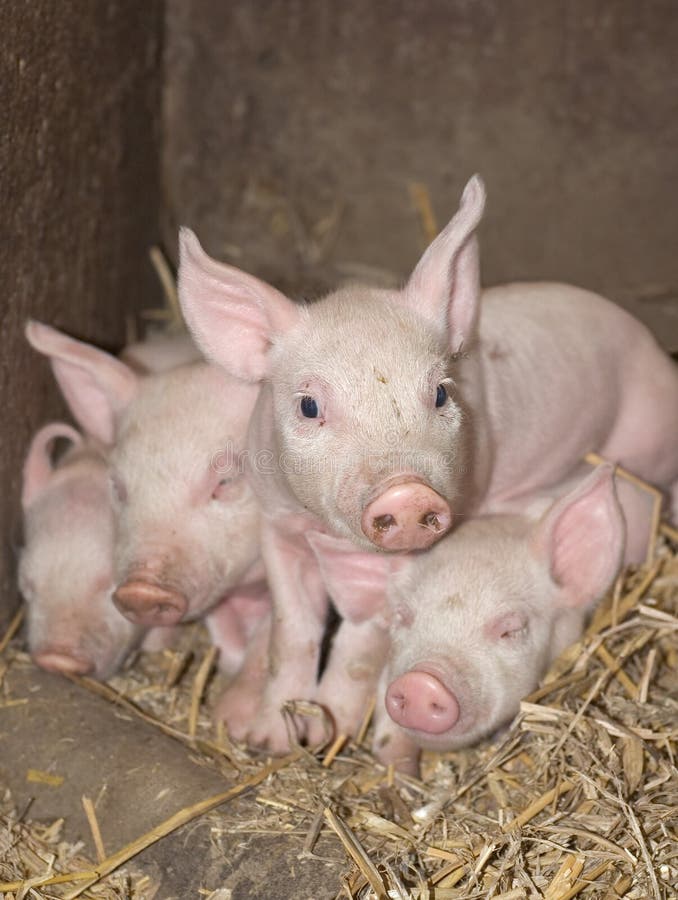 Neugieriges Ferkel stockbild. Bild von bauernhof, neugierig - 6889501