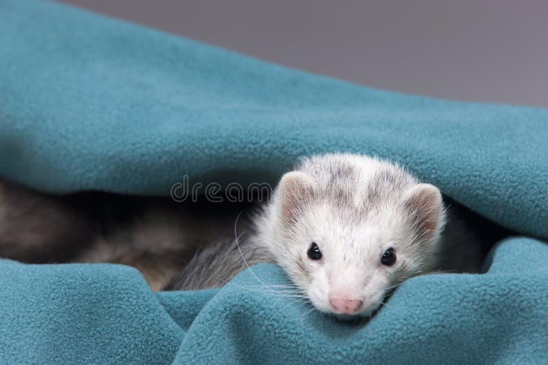 Nettes Frettchen, Das Auf Einem Koffer Sitzt Stockfoto - Bild von nave ...