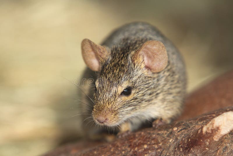 Neumann s grass rat stock image. Image of neumann, nature - 22348889